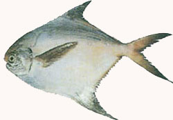 Myanmar King Fish Factory